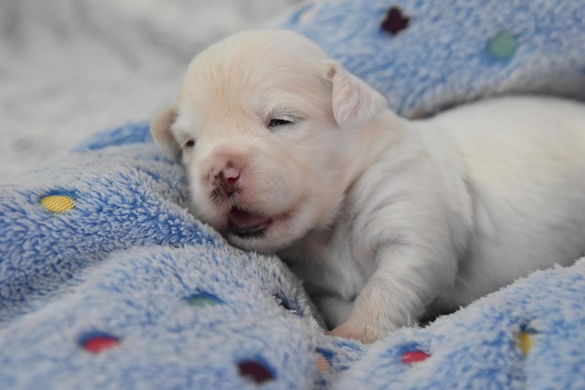 Dog Puppy Newborn - Free photo on Pixabay - Pixabay