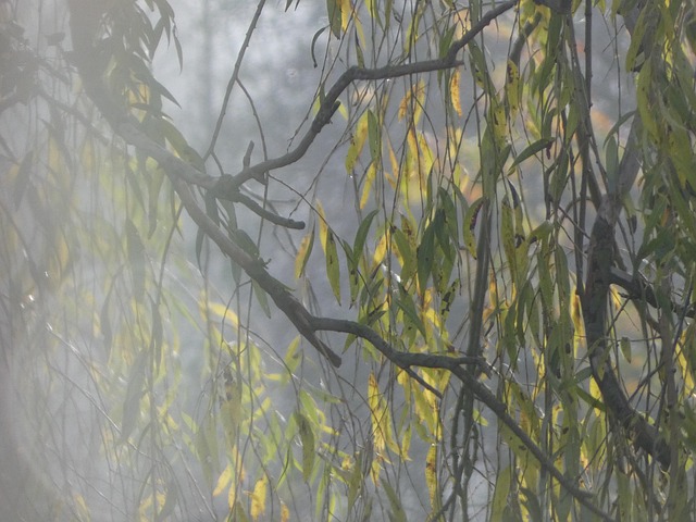Beauty Willow Tree Mist - Free photo on Pixabay - Pixabay