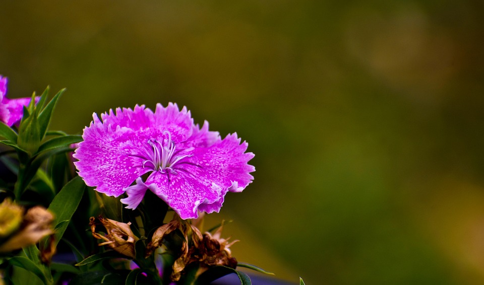 Flora Flower Petals - Free photo on Pixabay