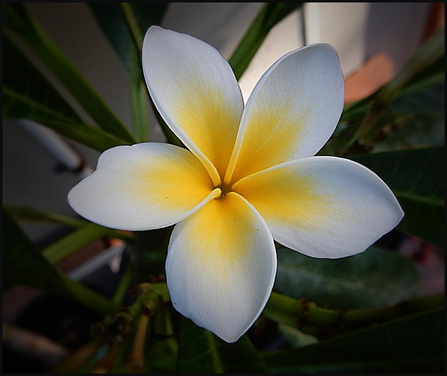 Frangipani Flower Nature - Free photo on Pixabay - Pixabay