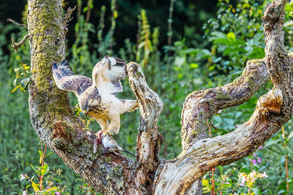 Common Buzzard Bird Of Prey - Free photo on Pixabay - Pixabay