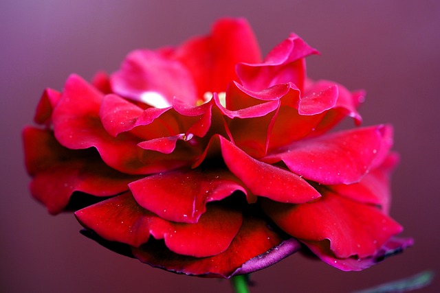 Rose Flower Flora - Free photo on Pixabay