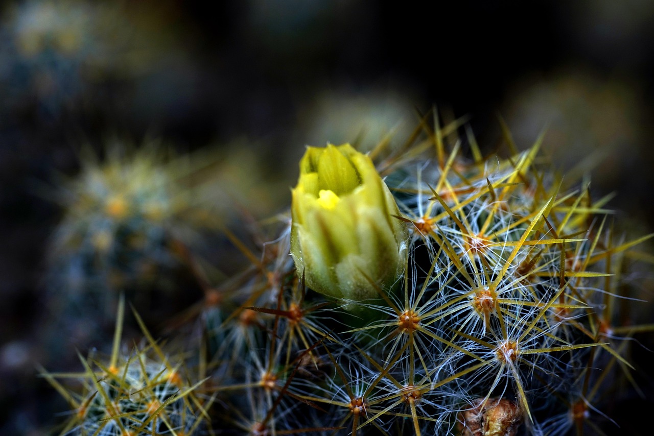 Fleur Cactus Épine - Photo gratuite sur Pixabay - Pixabay