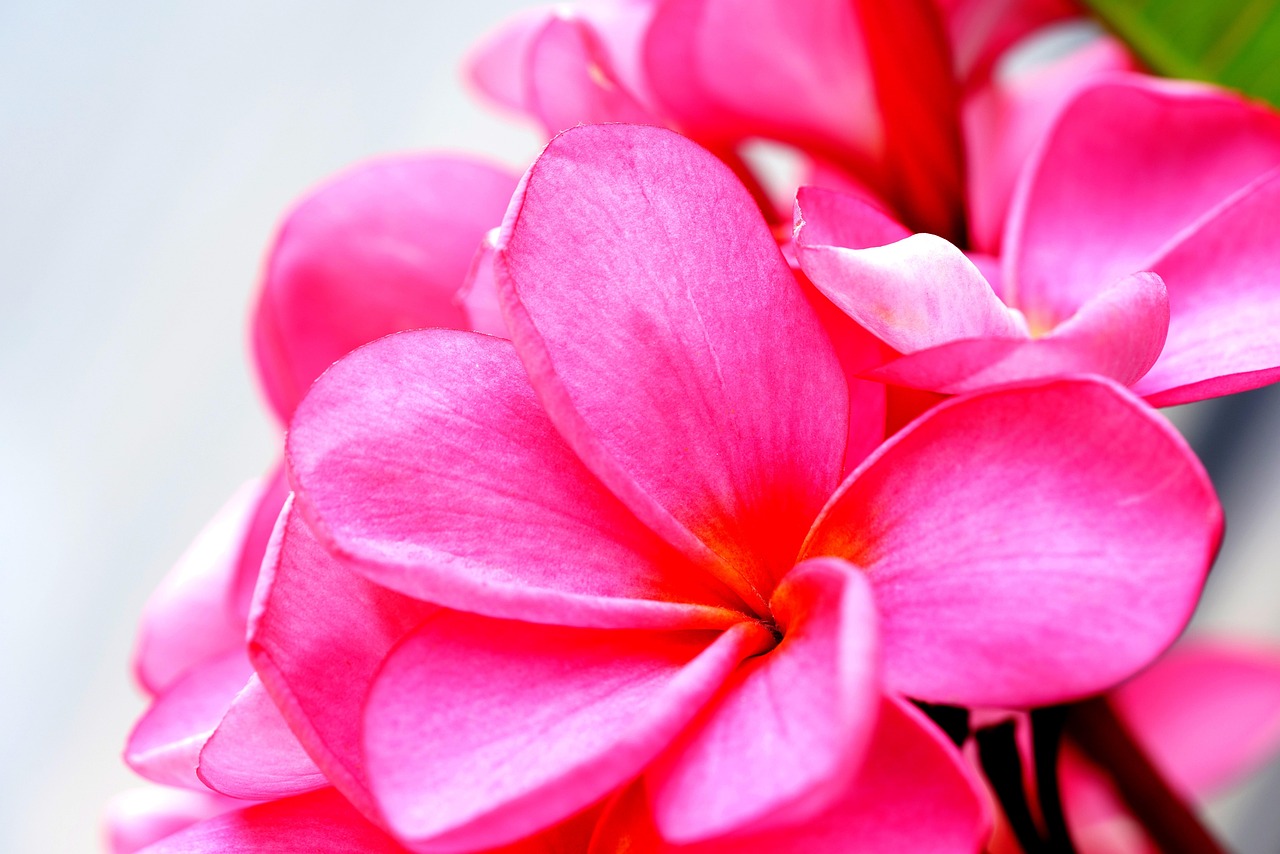Bunga Flora Kamboja Frangi - Foto gratis di Pixabay - Pixabay