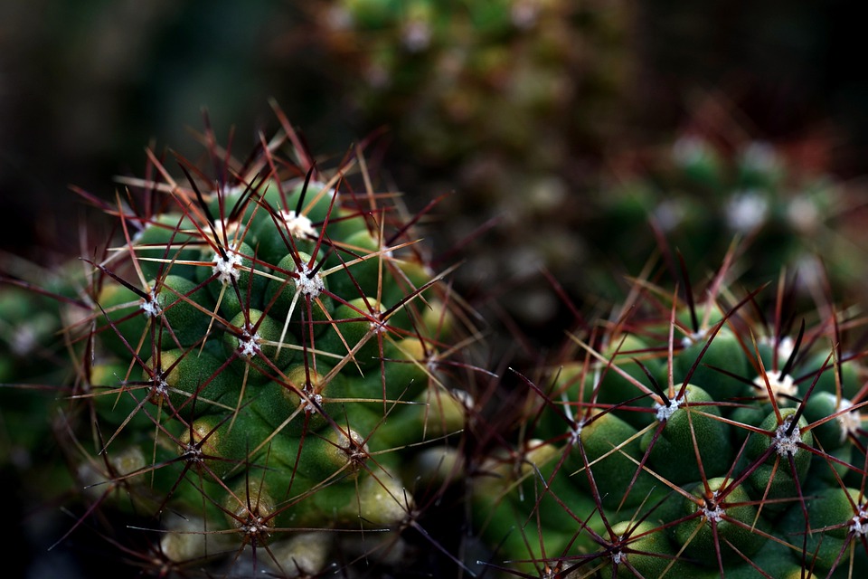 Cactus Espina Naturaleza - Foto gratis en Pixabay - Pixabay