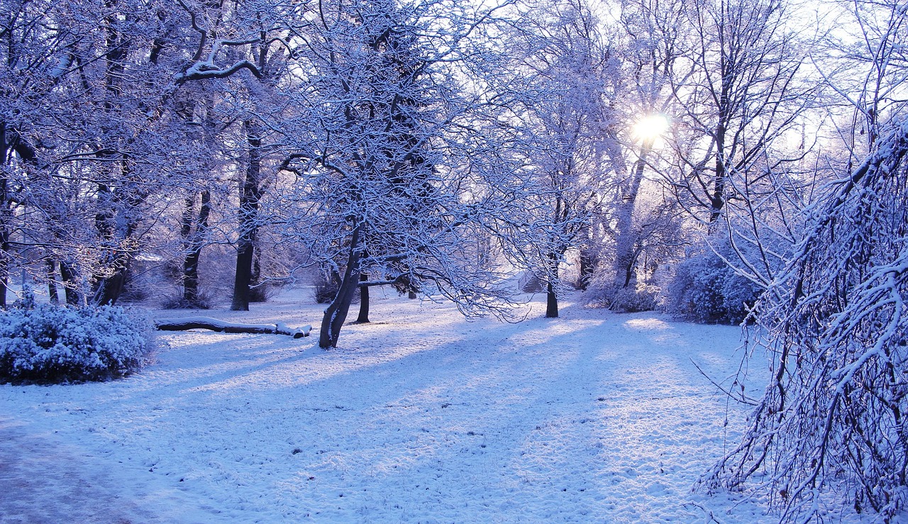 Parque Arvores Inverno - Foto gratuita no Pixabay - Pixabay
