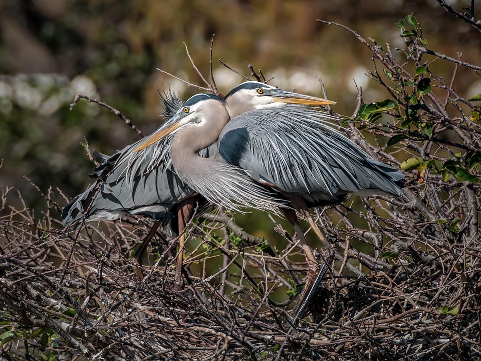 Love Mating Bird - Free photo on Pixabay - Pixabay