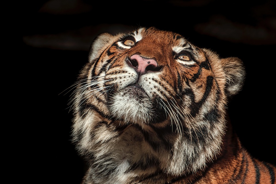 Tiger Portrait Nature - Free photo on Pixabay - Pixabay