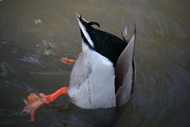 Goal Duck - Free photo on Pixabay - Pixabay