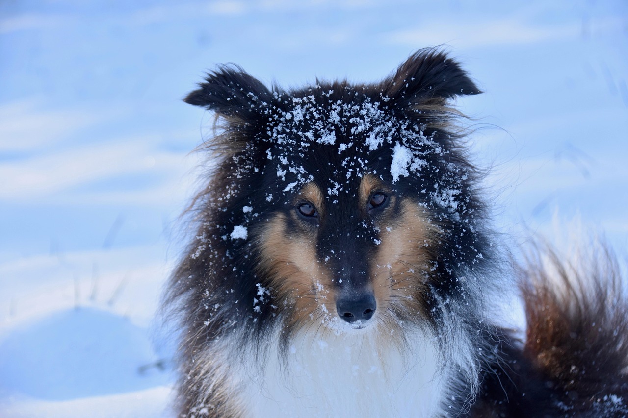 1,000+ Free Sheepdog & Shetland Sheepdog Images - Pixabay