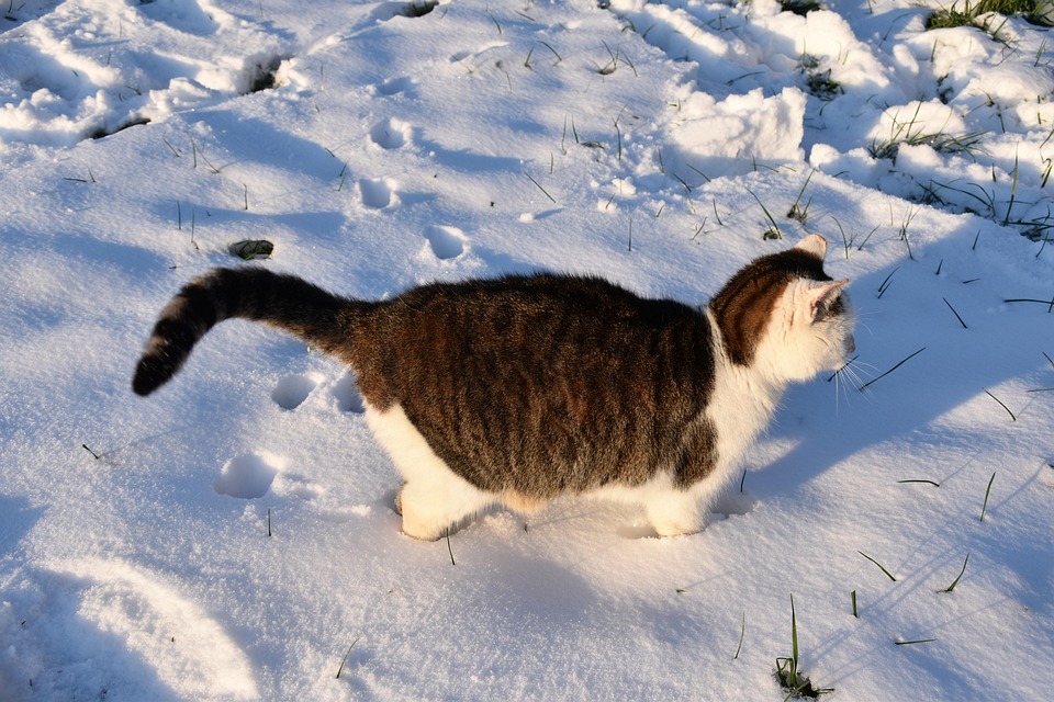 Alley Cat European Snow - Free photo on Pixabay - Pixabay