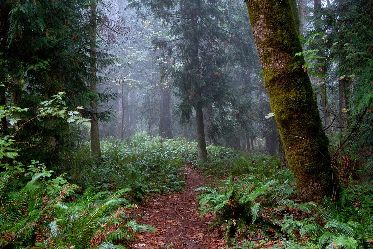 Mist Fog Path - Free photo on Pixabay - Pixabay
