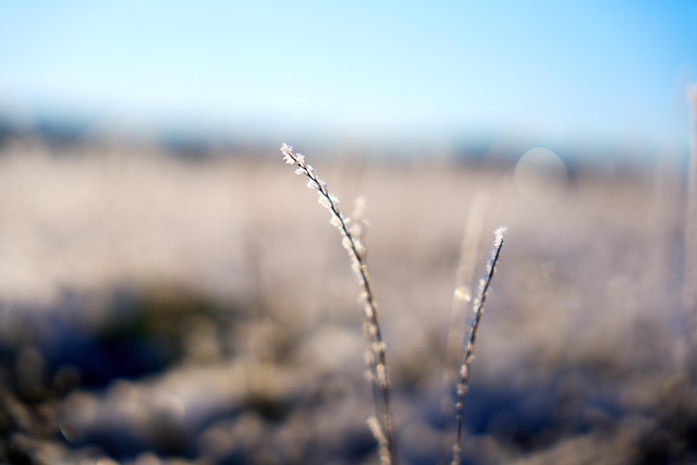 Winter Eis Eiskristalle - Kostenloses Foto auf Pixabay - Pixabay