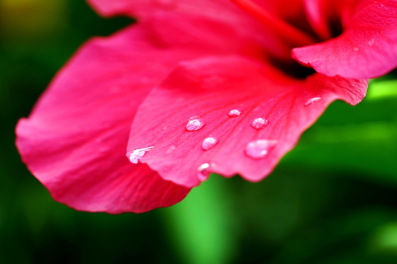 Hibiscus Flora Flower - Free photo on Pixabay - Pixabay