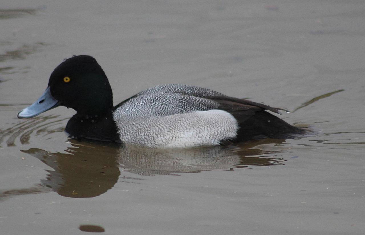 Duck Bird Animal - Free photo on Pixabay - Pixabay