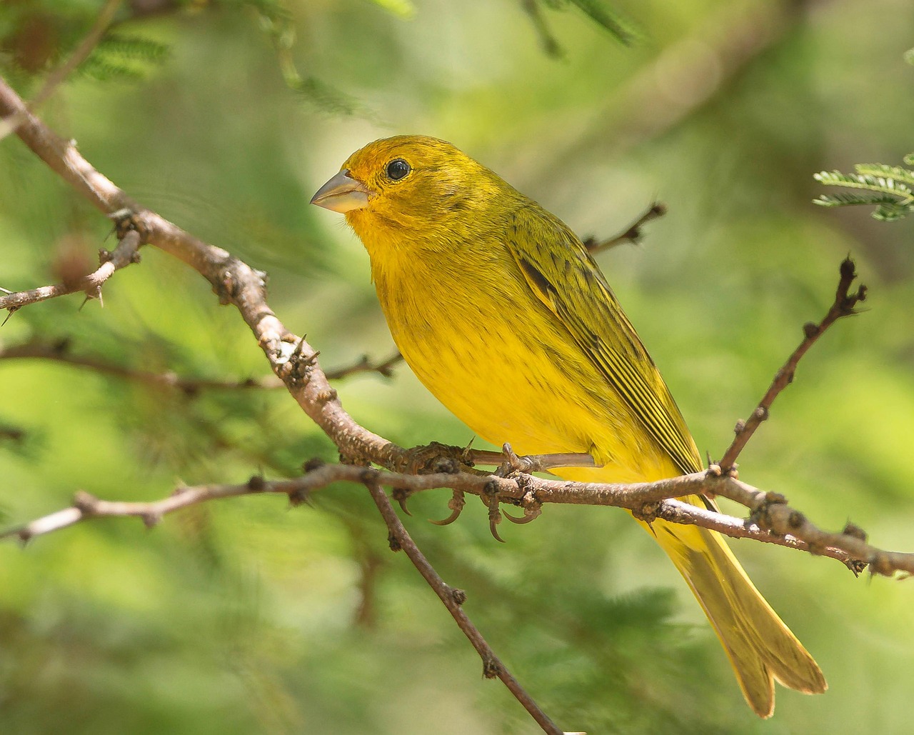 400+ Free Goldfinch & Nature Images - Pixabay