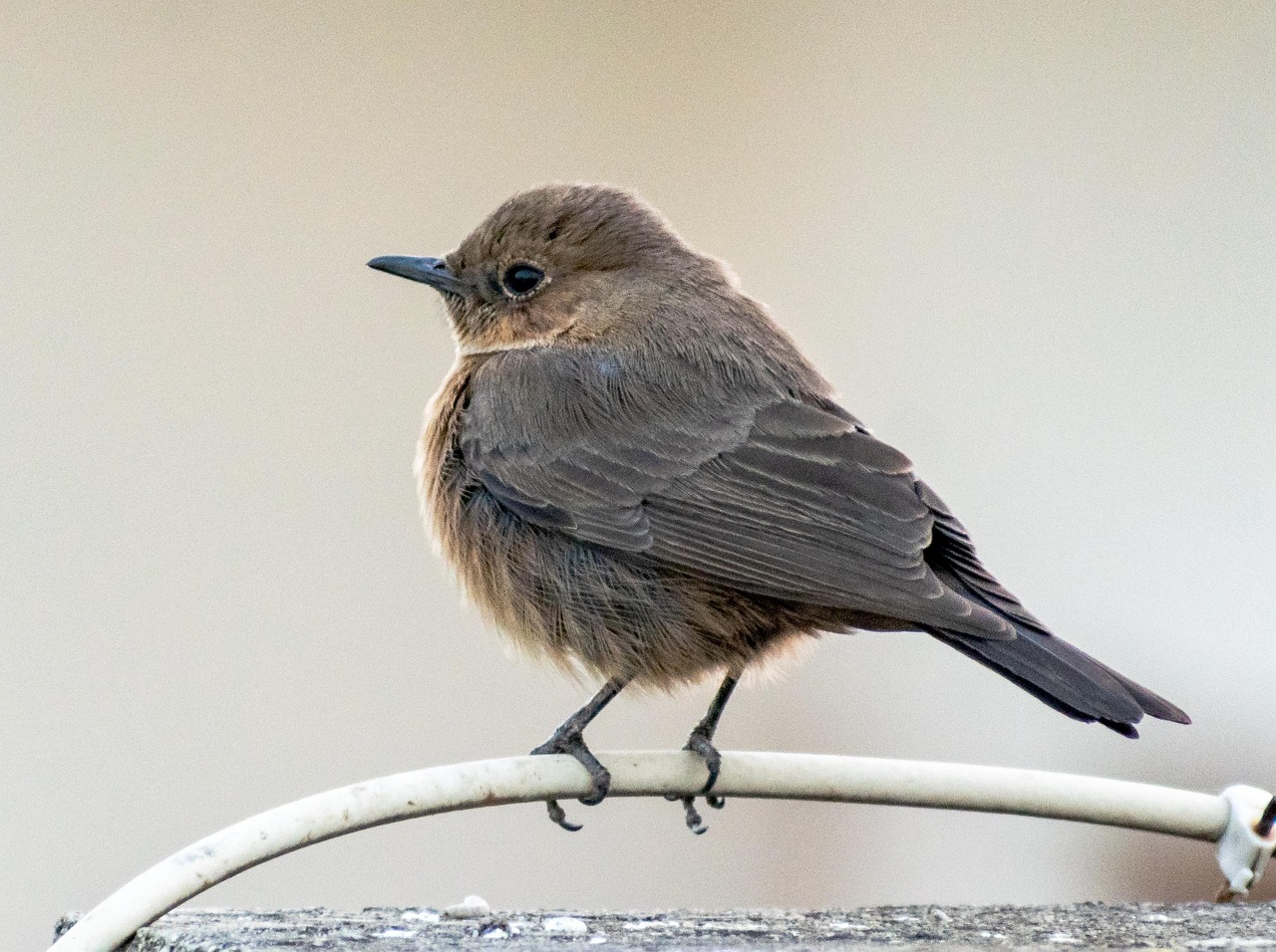 Bird Brown Rock Chat Ornithology - Free photo on Pixabay