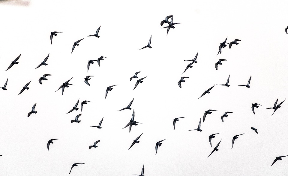 Birds Fly Freedom - Free photo on Pixabay