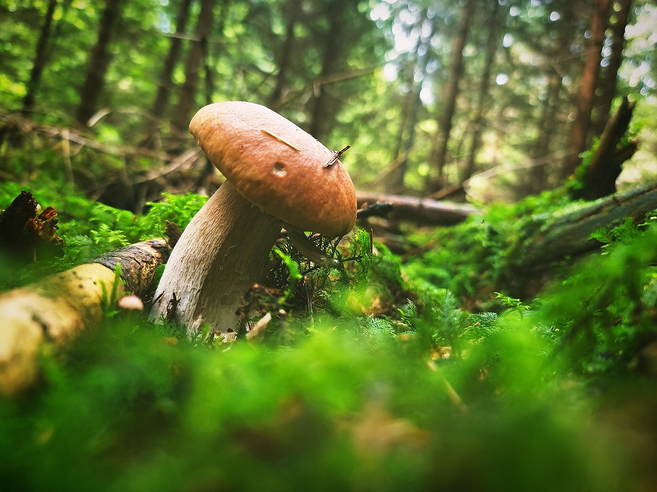 Mushroom Fall Forest - Free photo on Pixabay