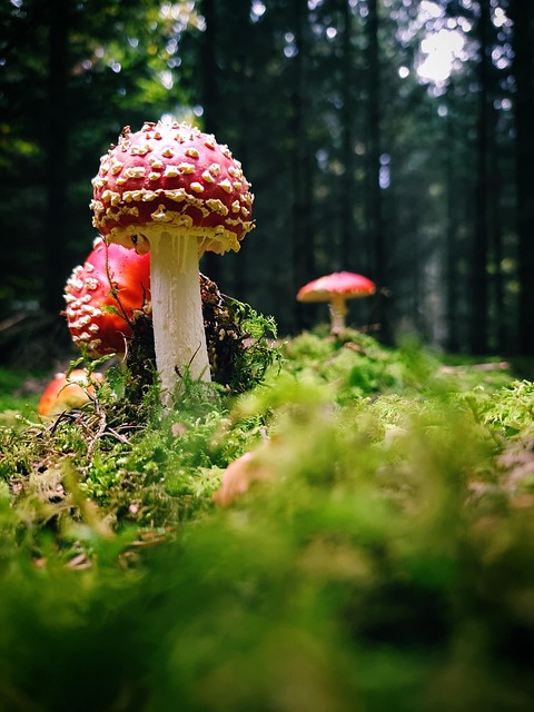 Toadstool Mushroom Fall - Free photo on Pixabay - Pixabay