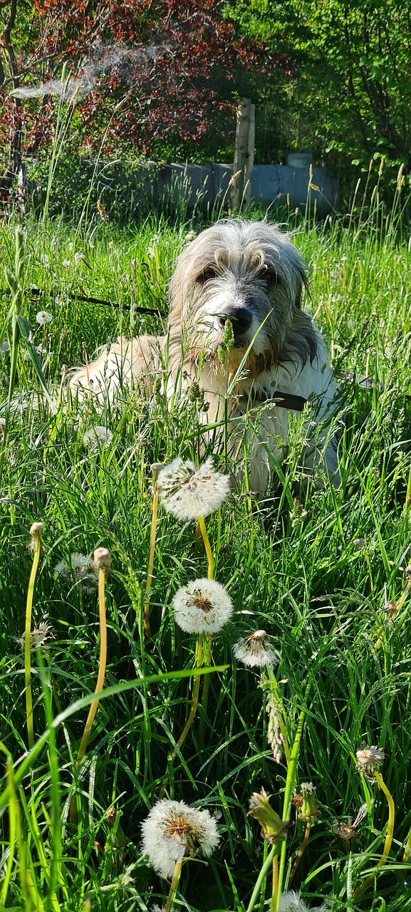 Dog Ciobănesc Românesc Mioritic - Free photo on Pixabay - Pixabay