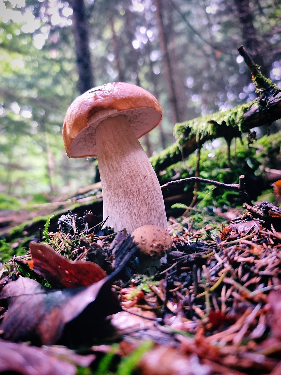 Cogumelo Cogumelos Natureza - Foto gratuita no Pixabay - Pixabay