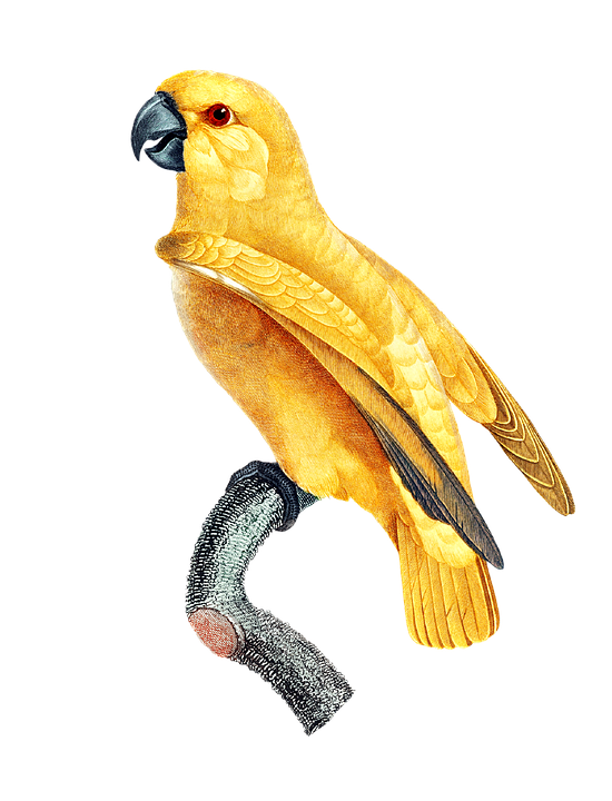 Gele Senegalese Papegaai Vogel - Gratis afbeelding op Pixabay - Pixabay