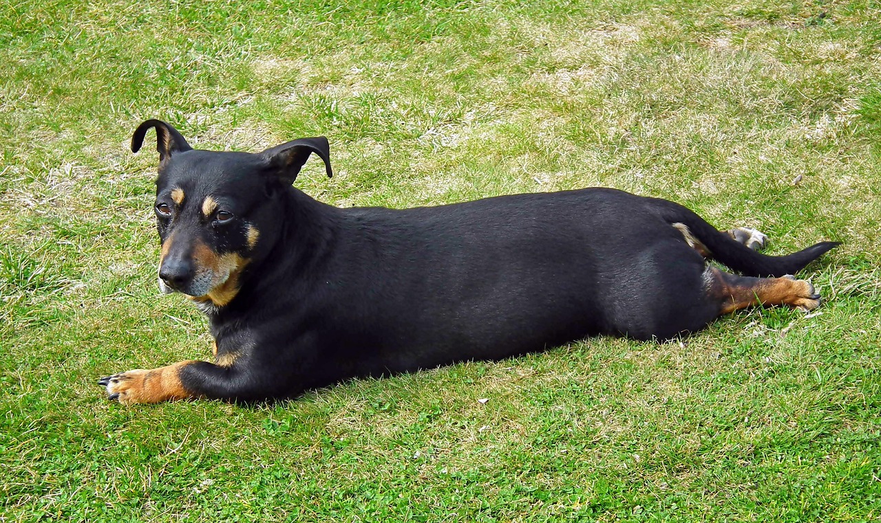 Perro Animales Negro - Foto gratis en Pixabay - Pixabay