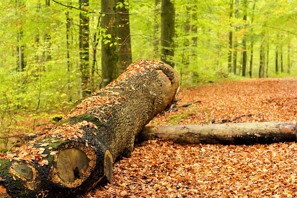 Wood Nature Forest - Free photo on Pixabay