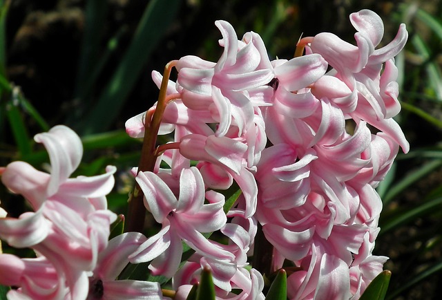 Hyacinth Flowers Spring - Free photo on Pixabay