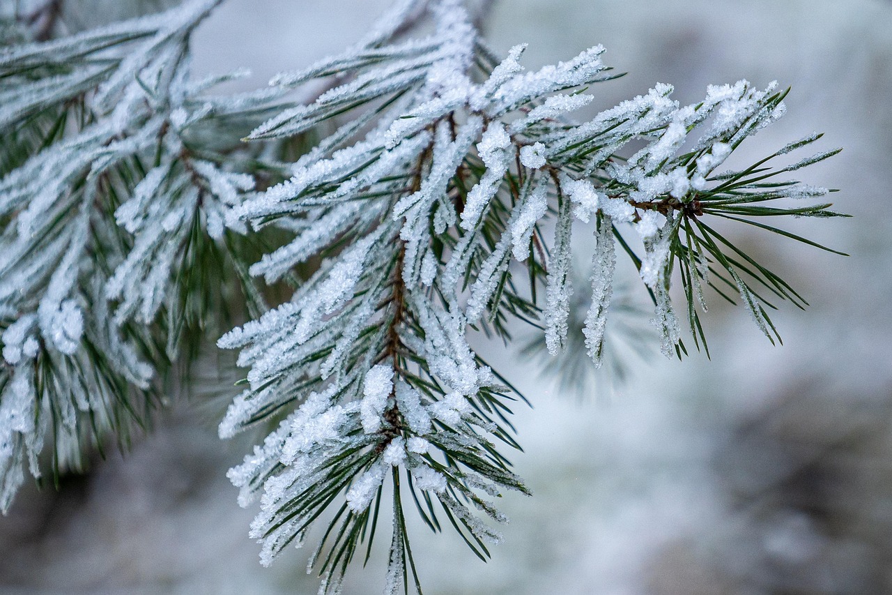 Softwood Spruce Jaw Free Photo On Pixabay Pixabay Softwood Spruce Jaw Free Photo On Pixabay Pixabay