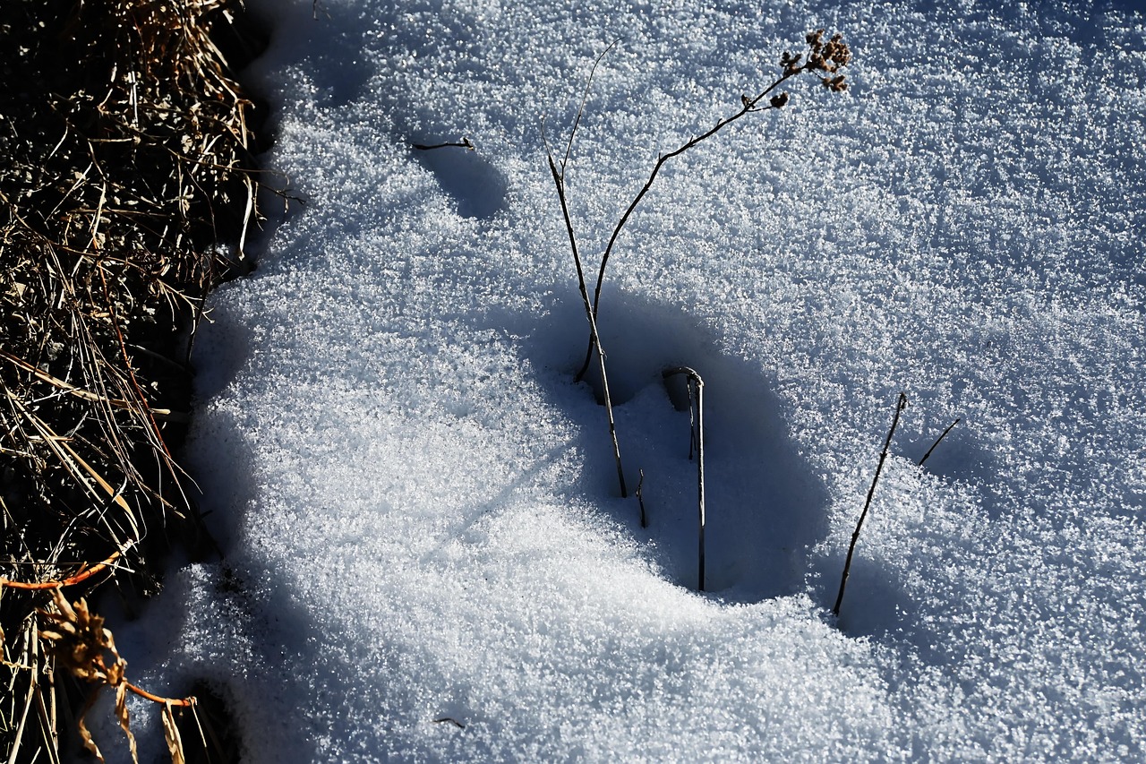 Snow Grass Winter - Free photo on Pixabay