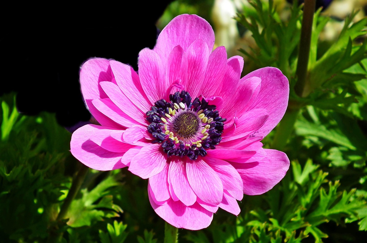 Anemones Flowers Pink - Free photo on Pixabay