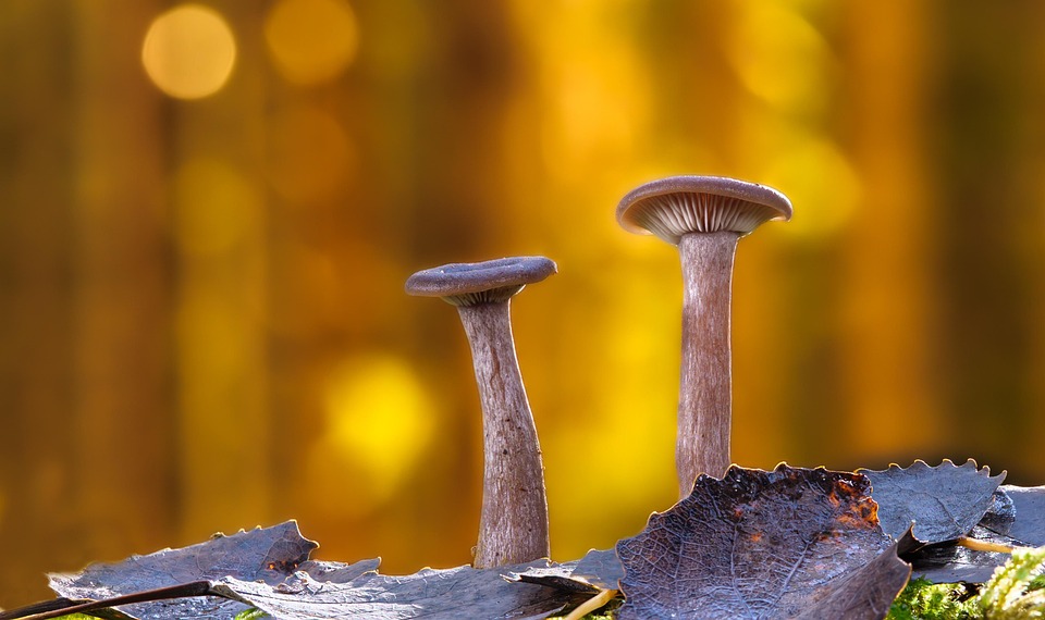 Mushroom Fall Forest - Free photo on Pixabay