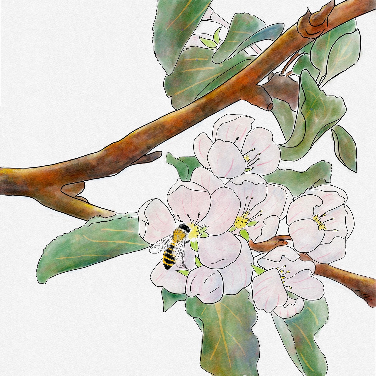 20,000+ Free Bee Drawing & Bee Images - Pixabay