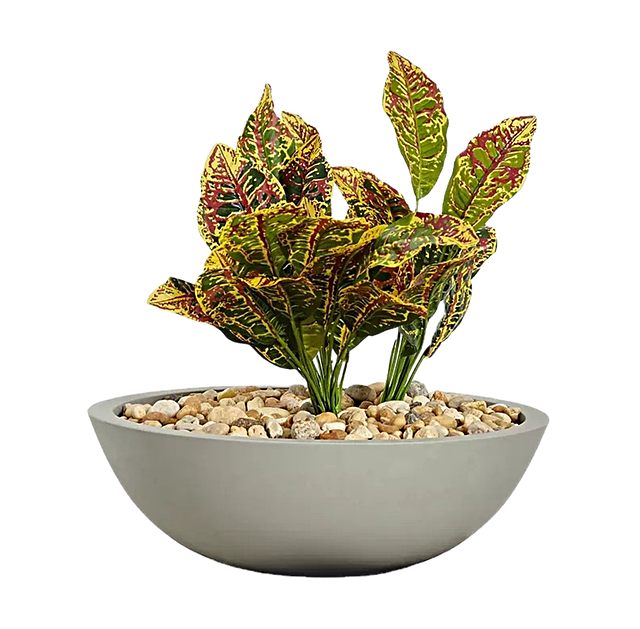 Download Isolated Transparent Plant Royalty-Free Stock Illustration ...