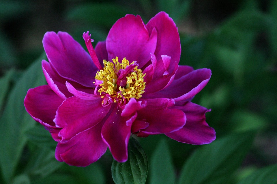 Peony Bunga Bloom Musim - Foto gratis di Pixabay - Pixabay