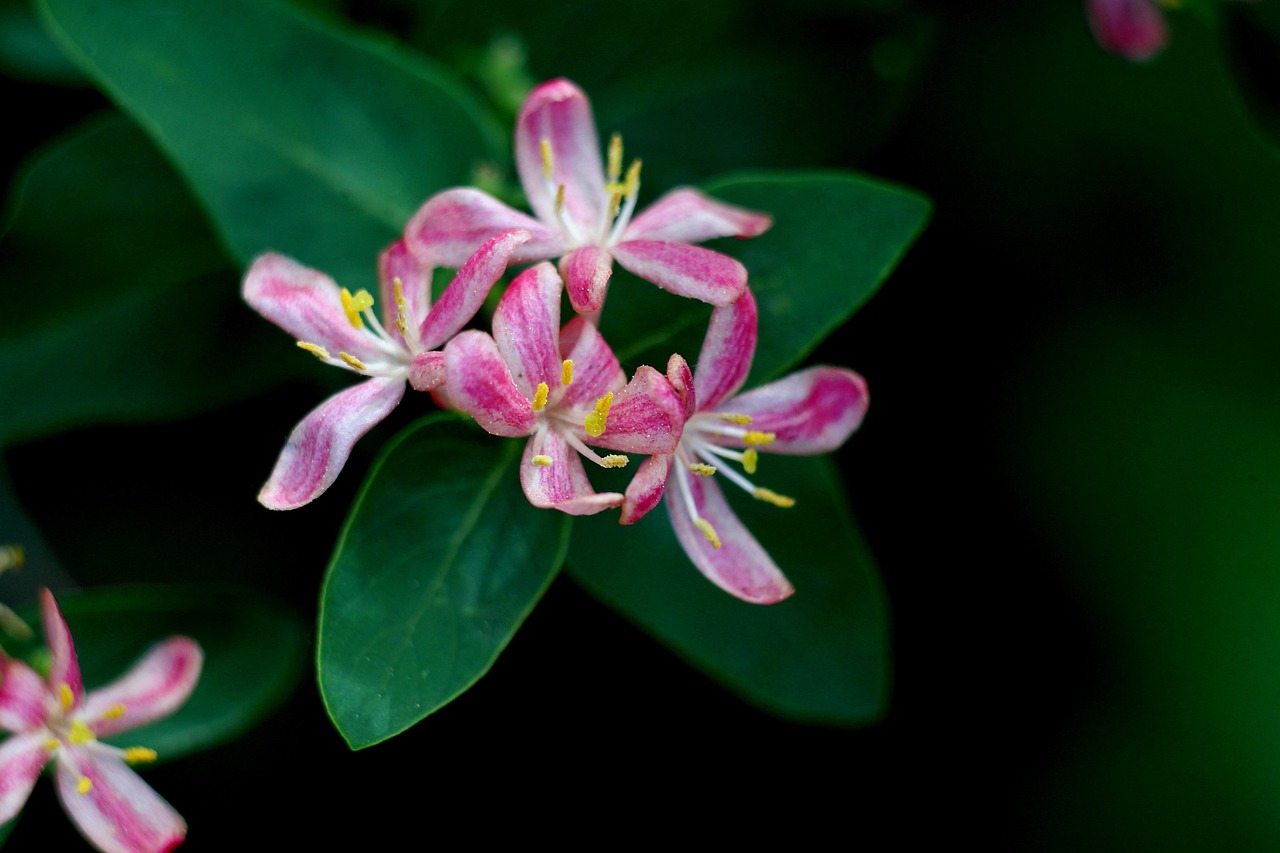 400,000+ Free Honeysuckle Flowers & Honeysuckle Images - Pixabay