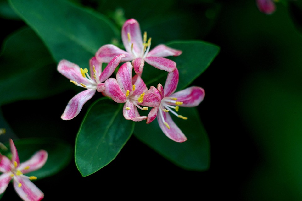 Honeysuckle Blooms Blossoms - Free photo on Pixabay