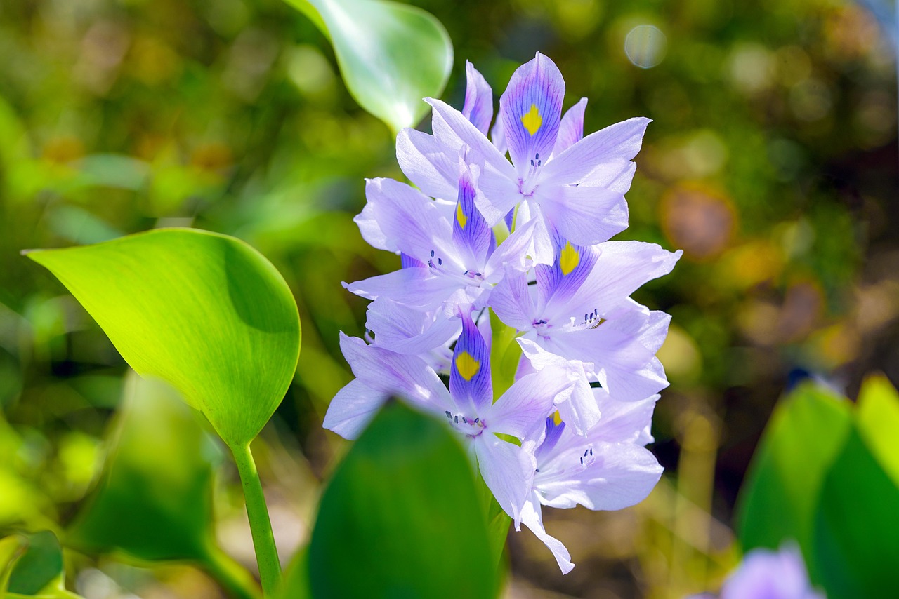Hyacinth Flower Aquatic Plants - Free photo on Pixabay