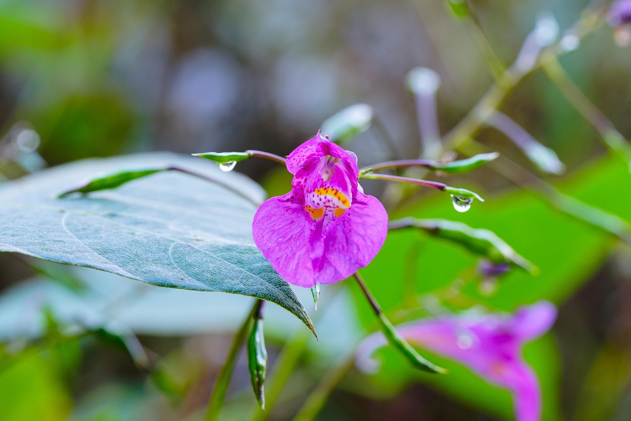 Wildflower Wild Flower Nature - Free photo on Pixabay - Pixabay