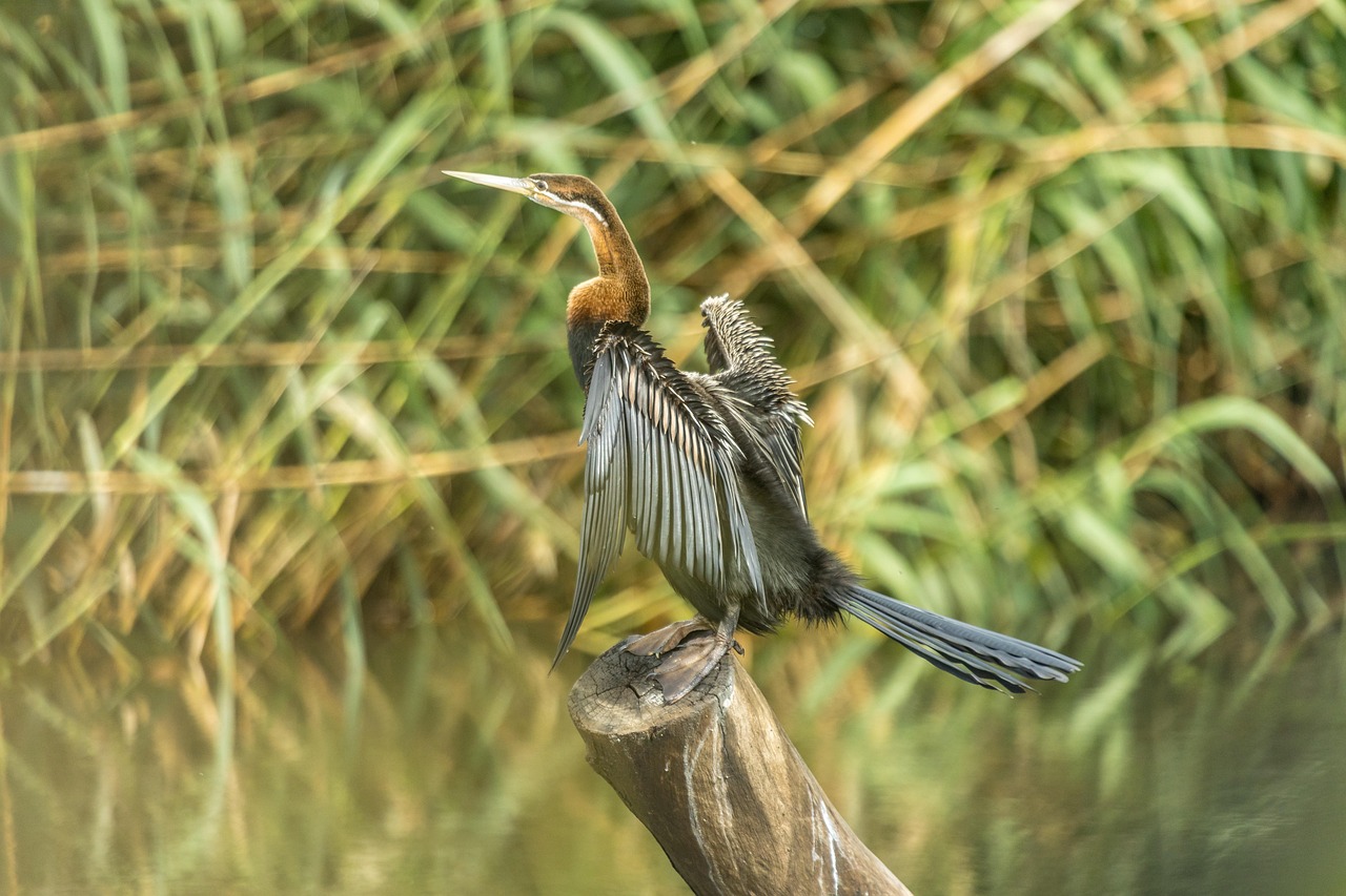 Bird Ornithology Snake - Free photo on Pixabay