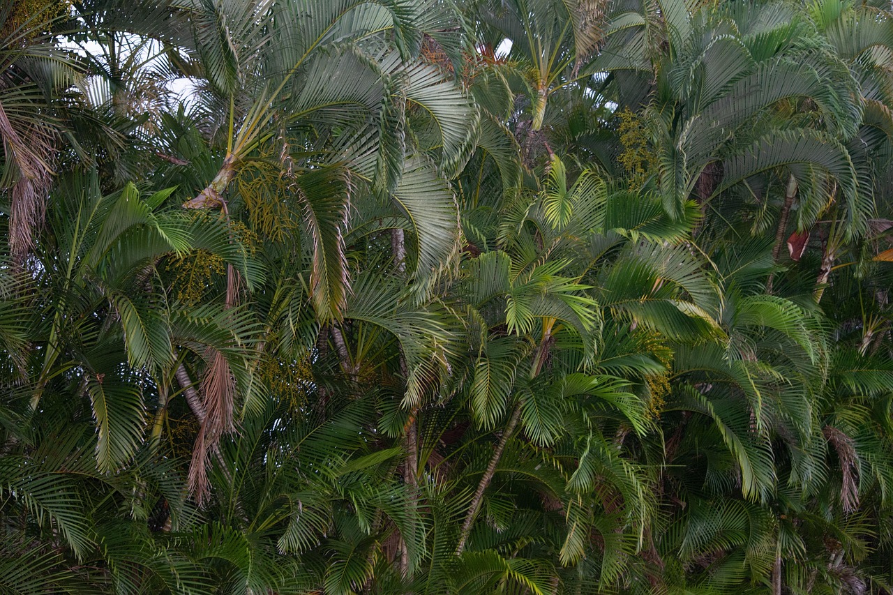 Hawaiian Fern Maui Island - Free photo on Pixabay - Pixabay