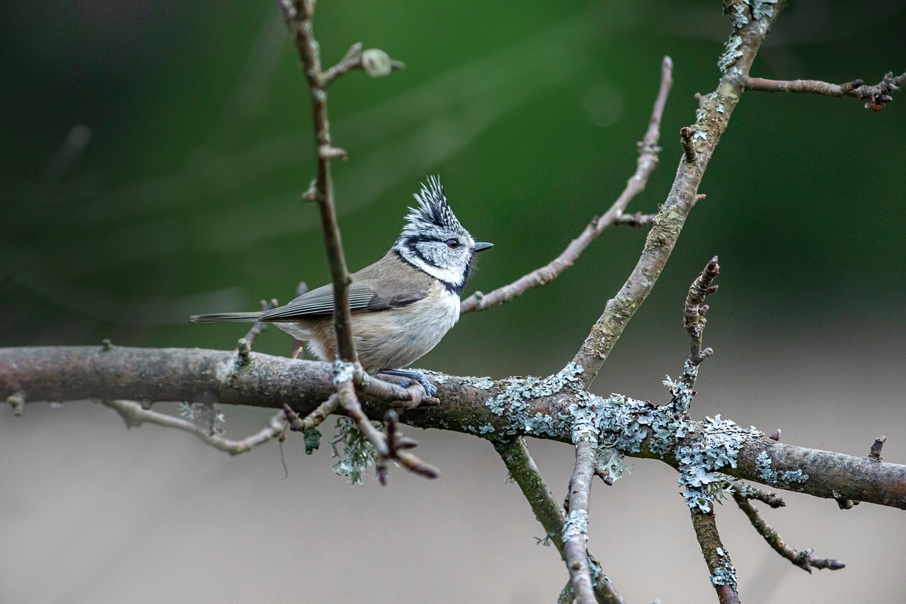 European Crested Tit Bird Nature - Free photo on Pixabay - Pixabay