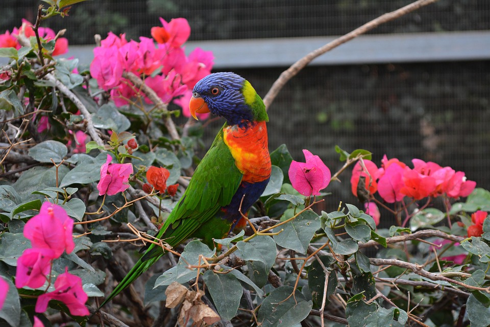 Parrot Bird Nature - Free photo on Pixabay