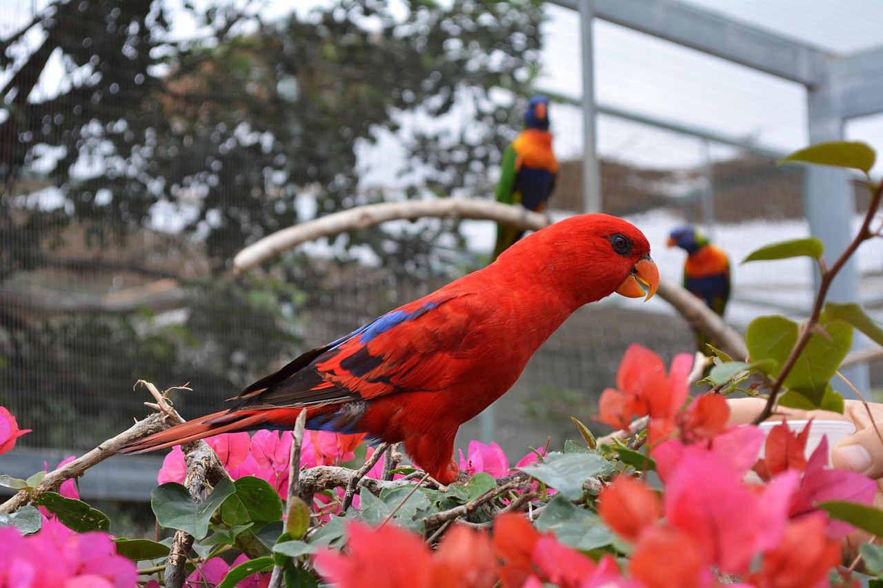Parrot Bird Nature - Free photo on Pixabay - Pixabay