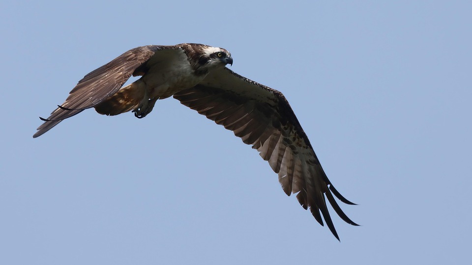 Osprey Bird Of Prey Sea - Free photo on Pixabay