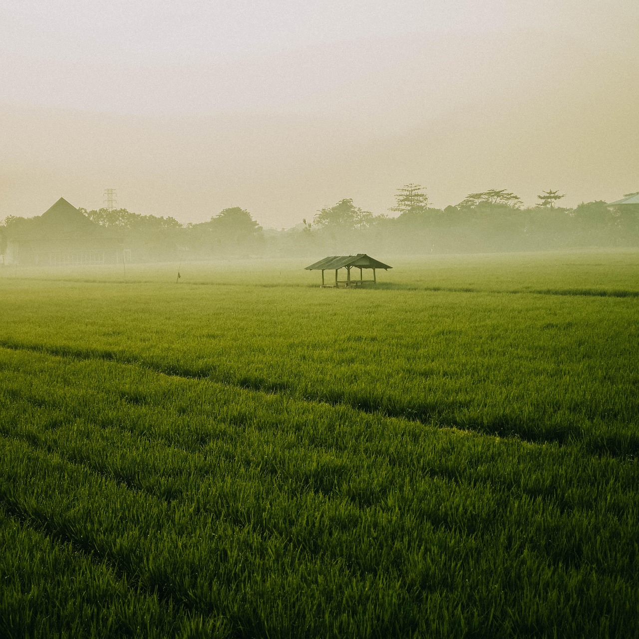 Ricefield Nature Natural - Free photo on Pixabay
