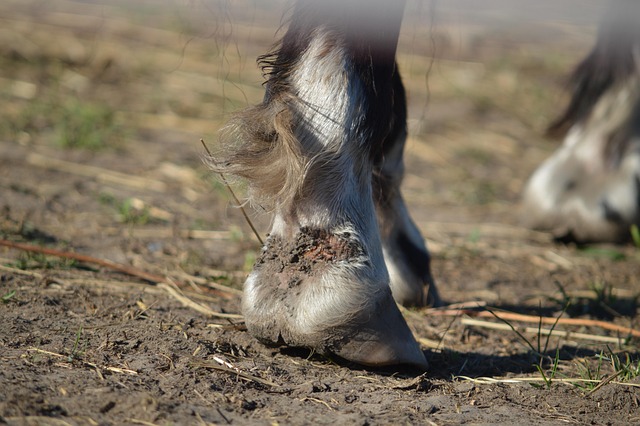 Blessure Cheval Coupe - Photo gratuite sur Pixabay - Pixabay
