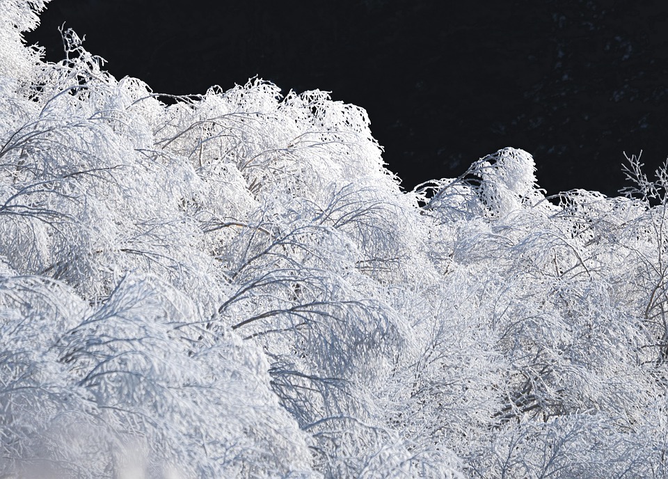 Rime Forest Landscape - Free photo on Pixabay - Pixabay